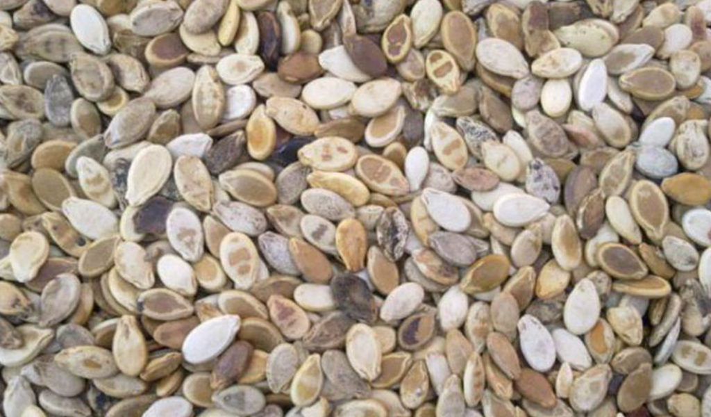 7 Manfaat Kuaci Biji Semangka Bagi Kesehatan - klinik Semper